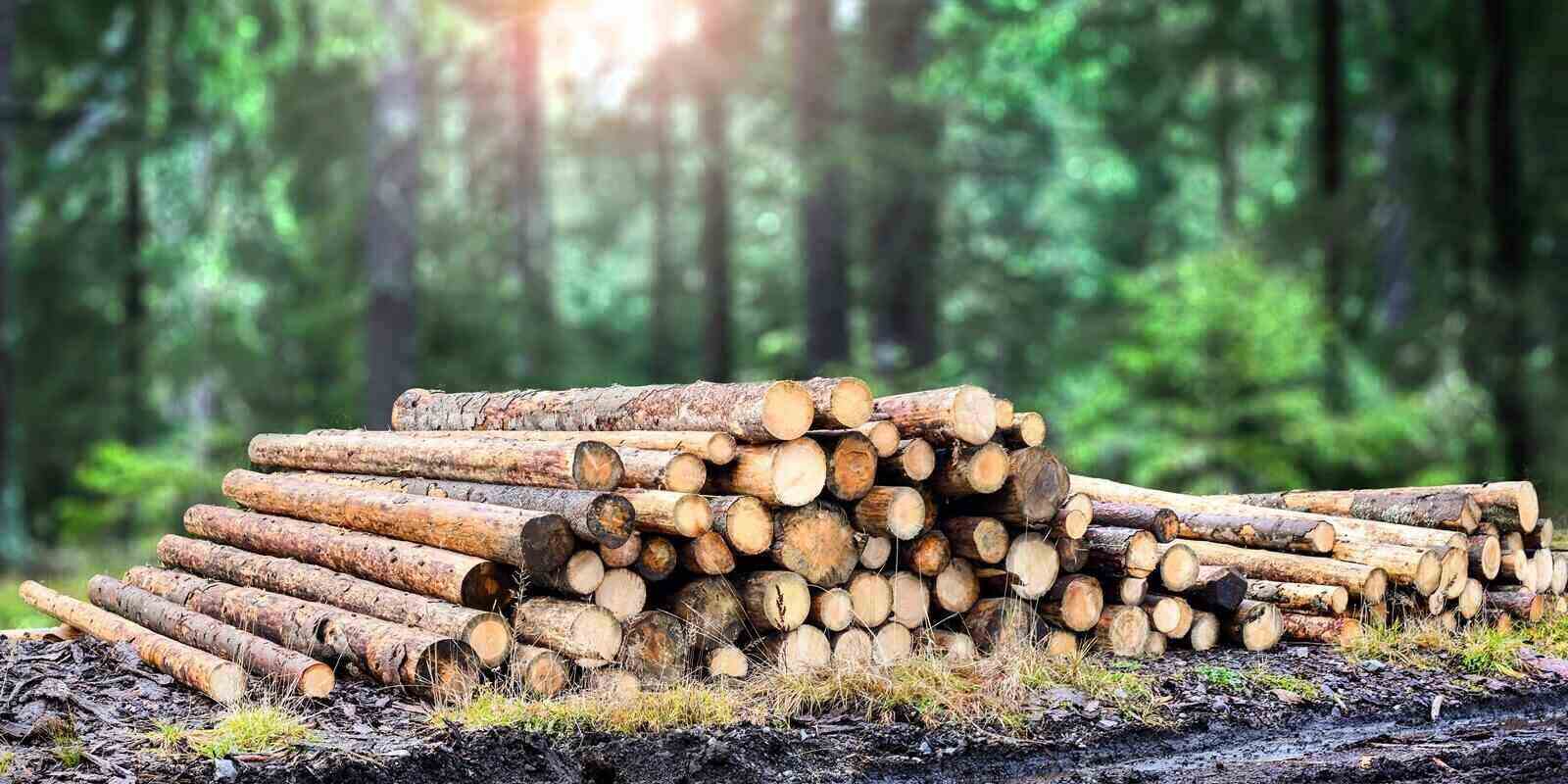 The 6 Most Common Claims Handled by Forestry Insurance Policies ...